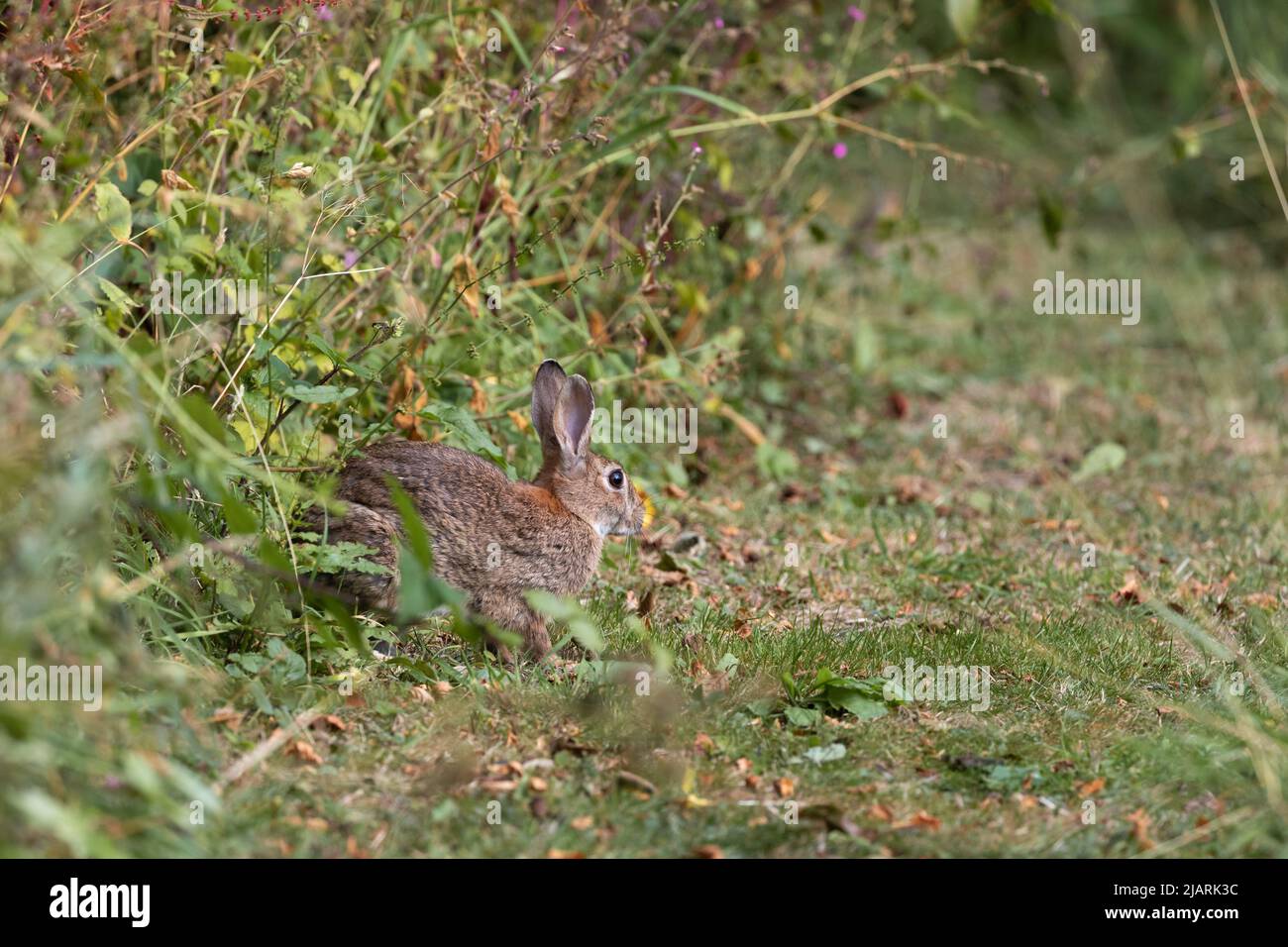 Domestic rabbit garden hi-res stock photography and images - Alamy