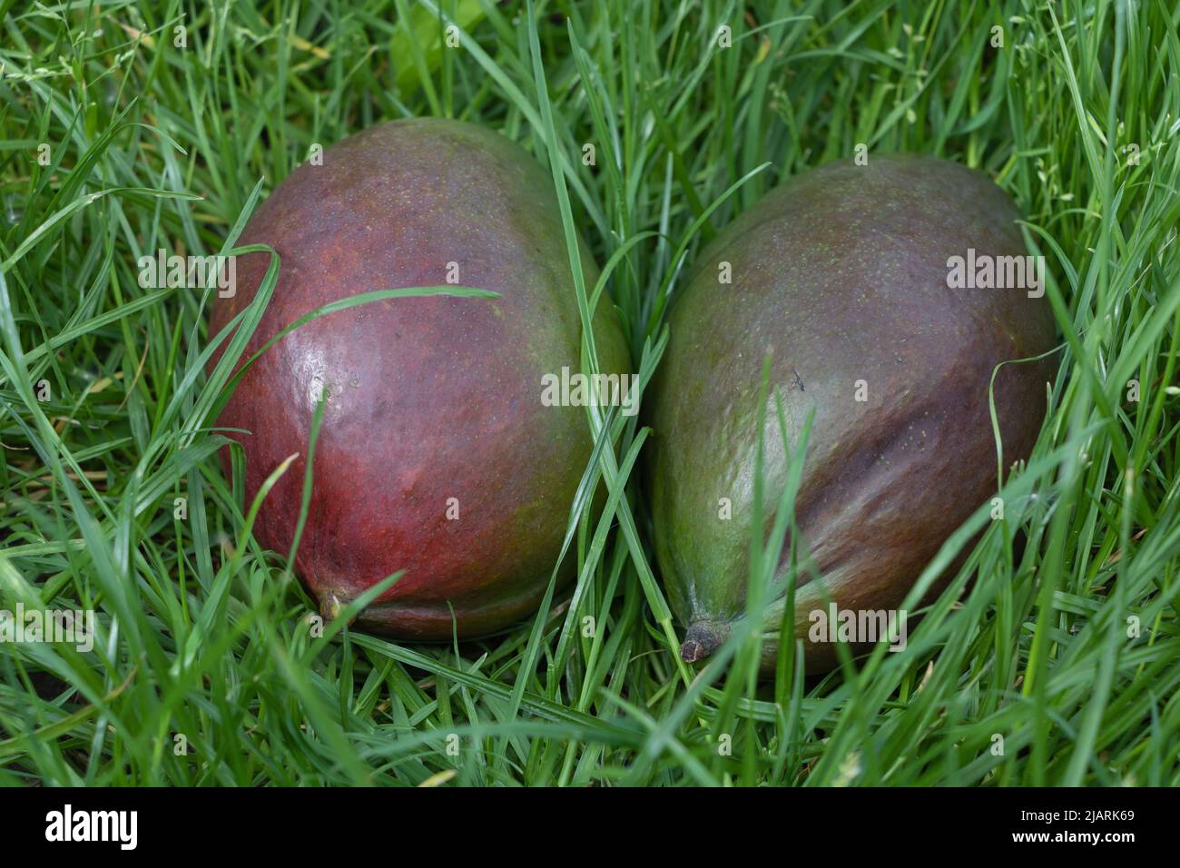 Two mangoes in the grass - Concept for benefits of mango Stock Photo ...