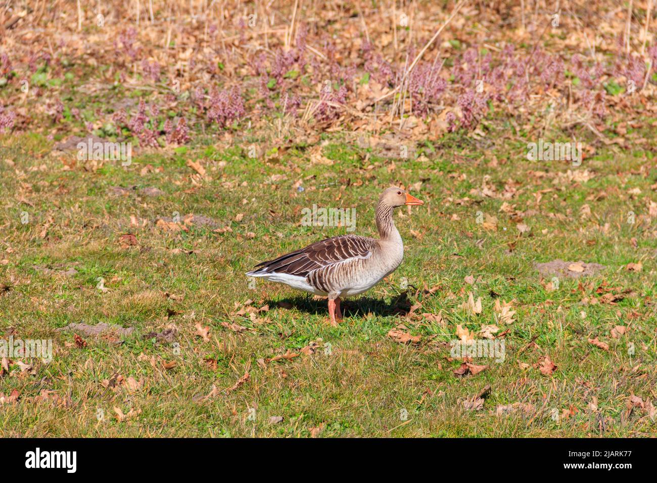 Greylag goose (Anser anser) on the green grass Stock Photo - Alamy