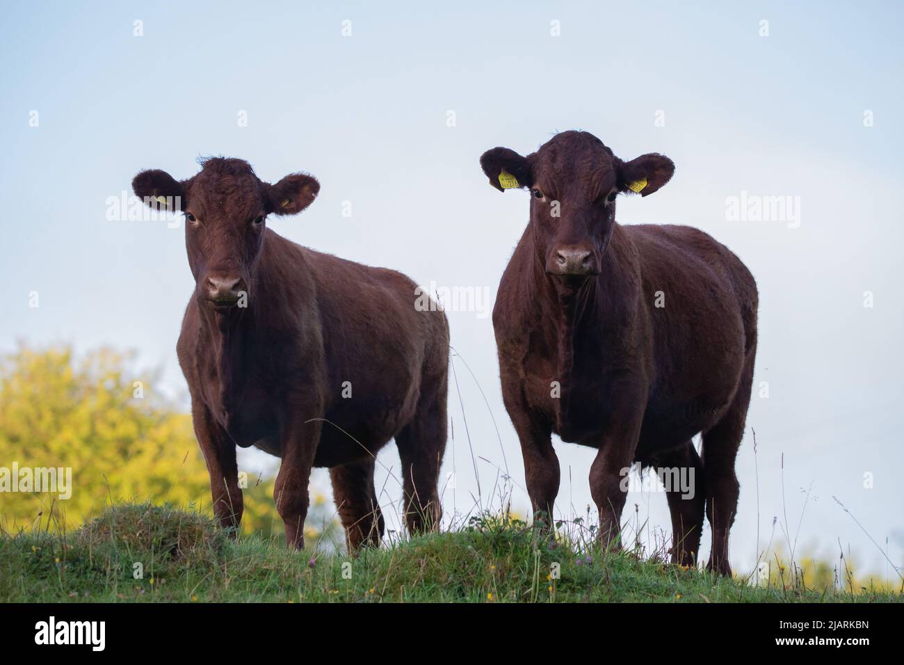 devon cows on hill with sky background Stock Photo - Alamy