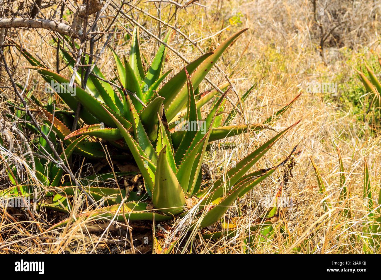 Green aloe vera plant in the garden Stock Photo - Alamy