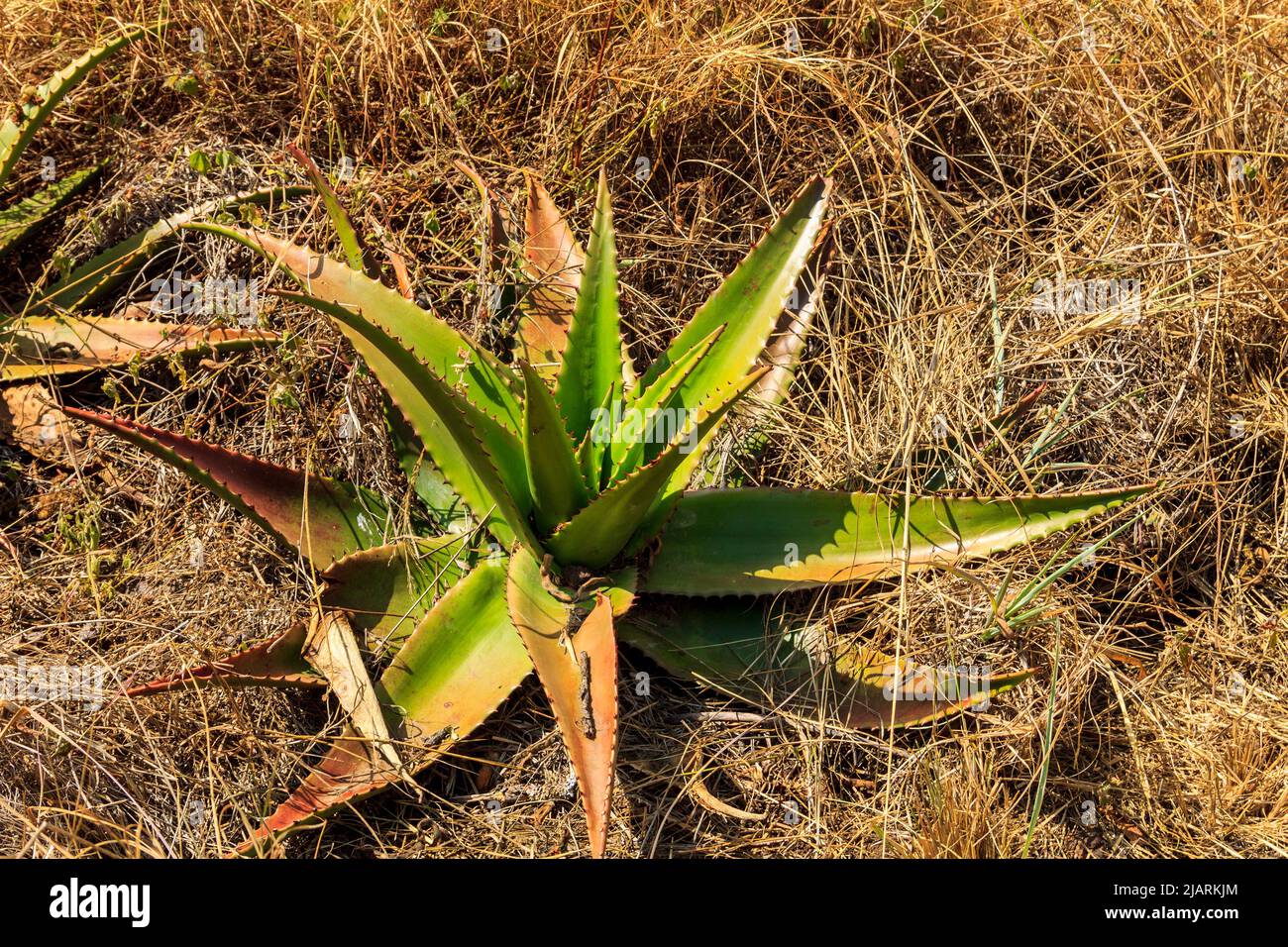 Green aloe vera plant in the garden Stock Photo - Alamy
