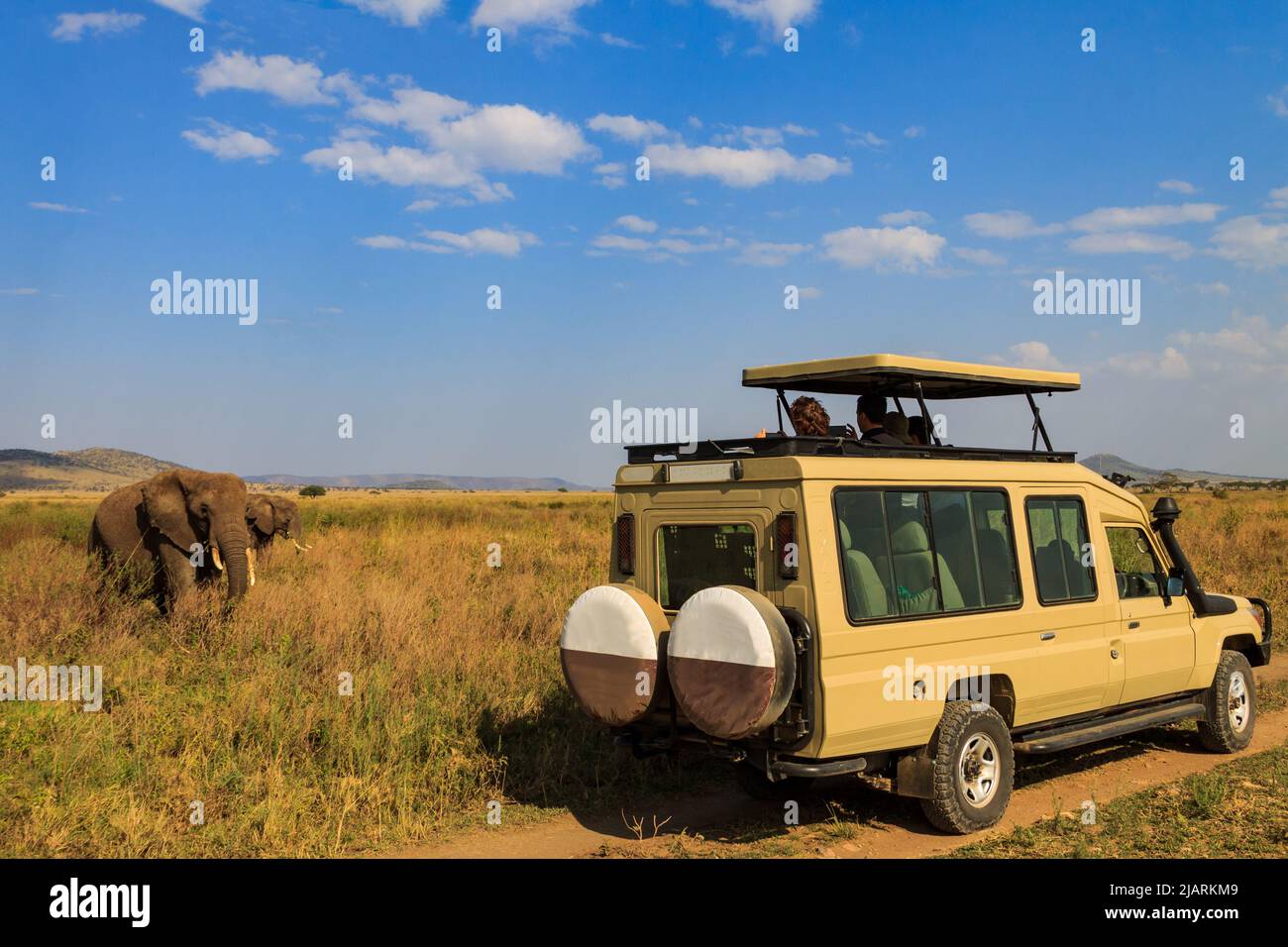 Tourists in SUV car watching and taking photos of african elephants in ...
