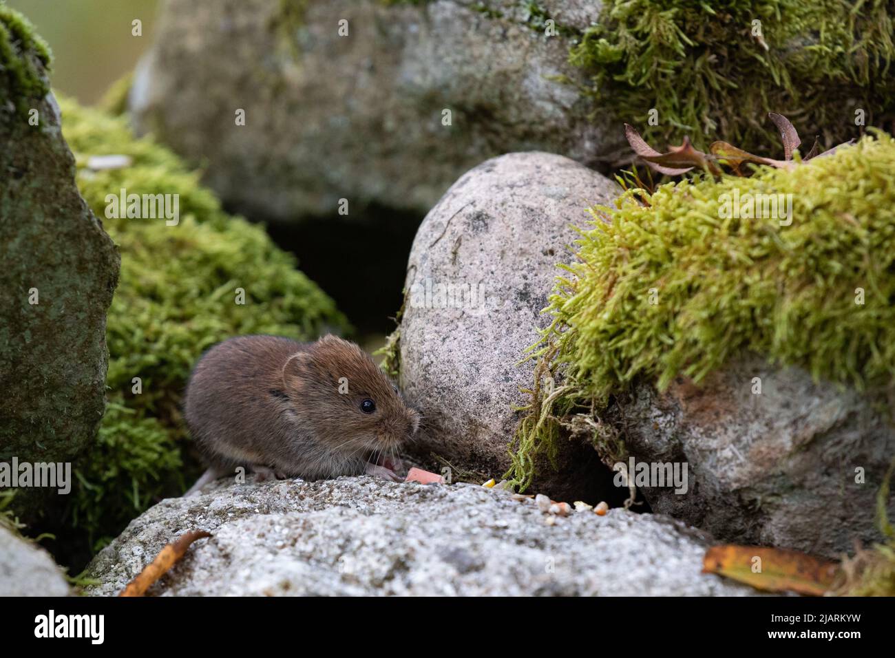 Bank vole [ Myodes glareolus ] feeding on seeds on old stone wall, UK ...