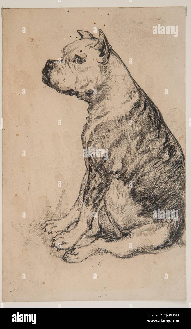 Boxer Dog Drawing Sitting
