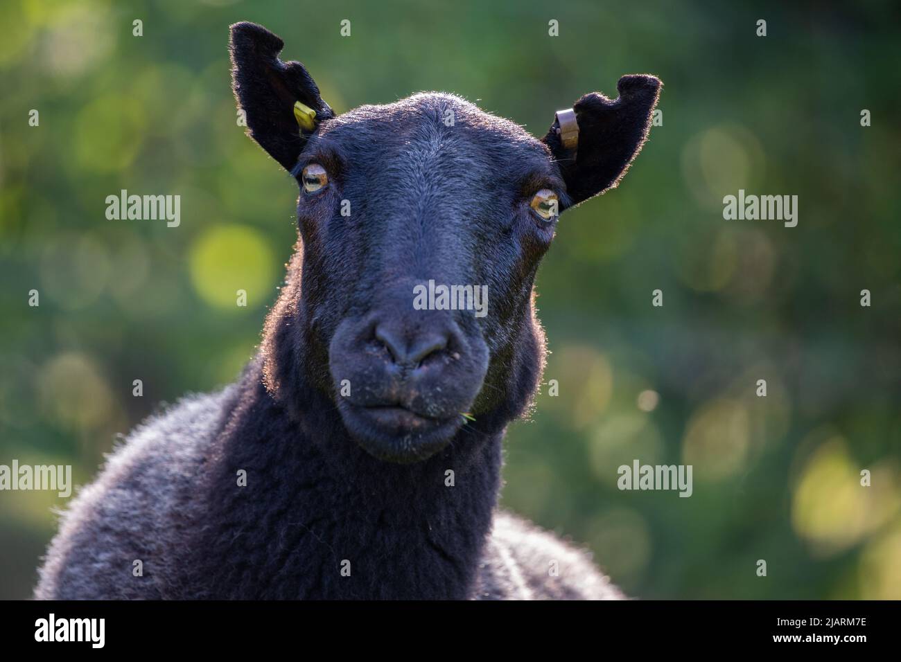 Sheep head shot hi-res stock photography and images - Alamy