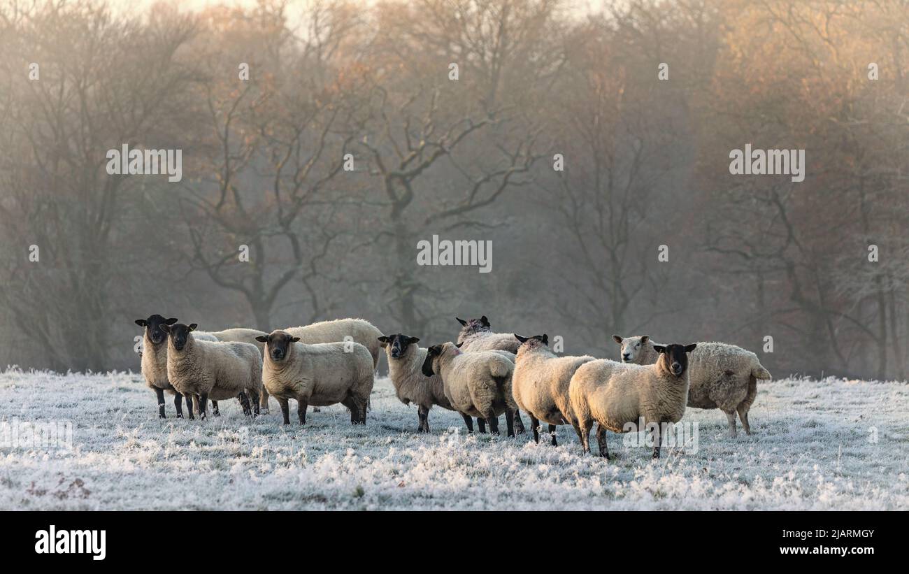 sheep in frosty field early in the morning with trees in background ...