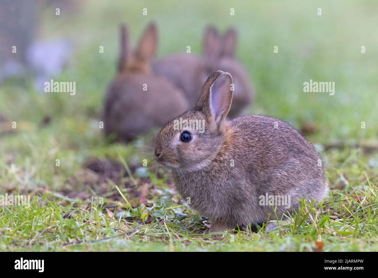 Bunny rabbit bunny rabbits hi-res stock photography and images - Alamy