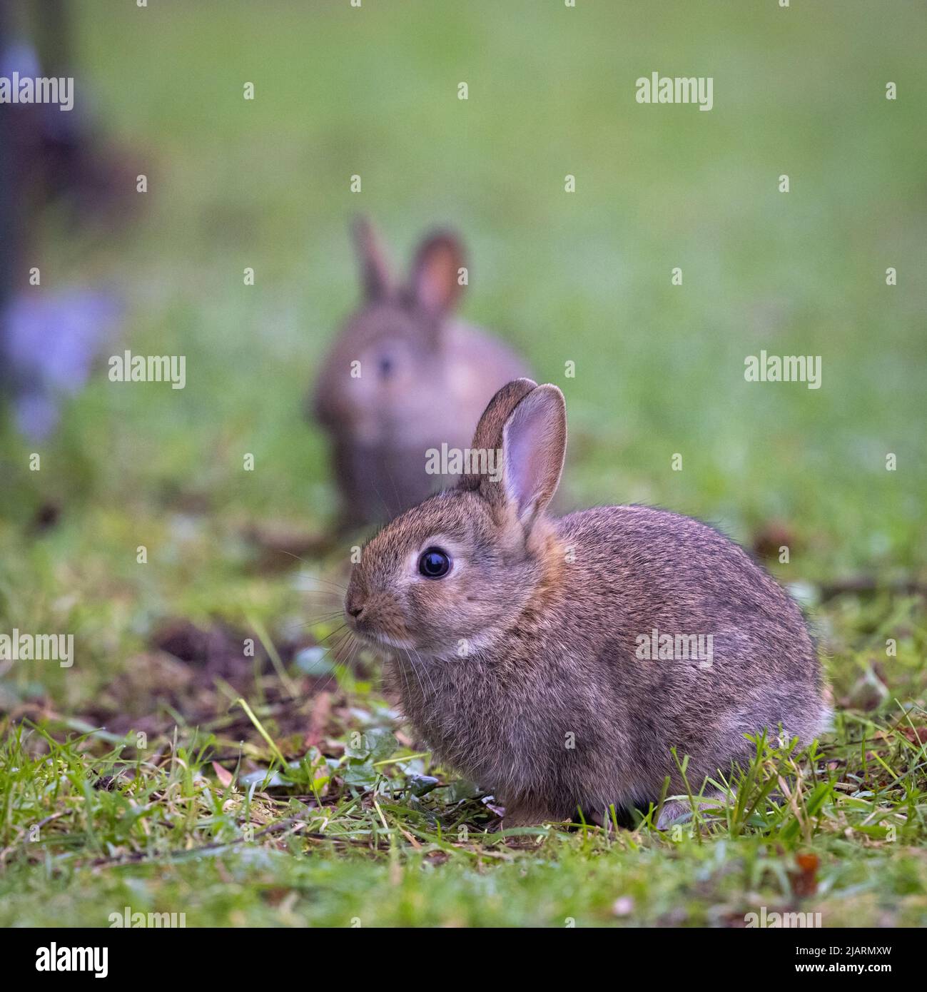 young european Rabbit [ Oryctolagus cuniculus ] feeding on grassland ...