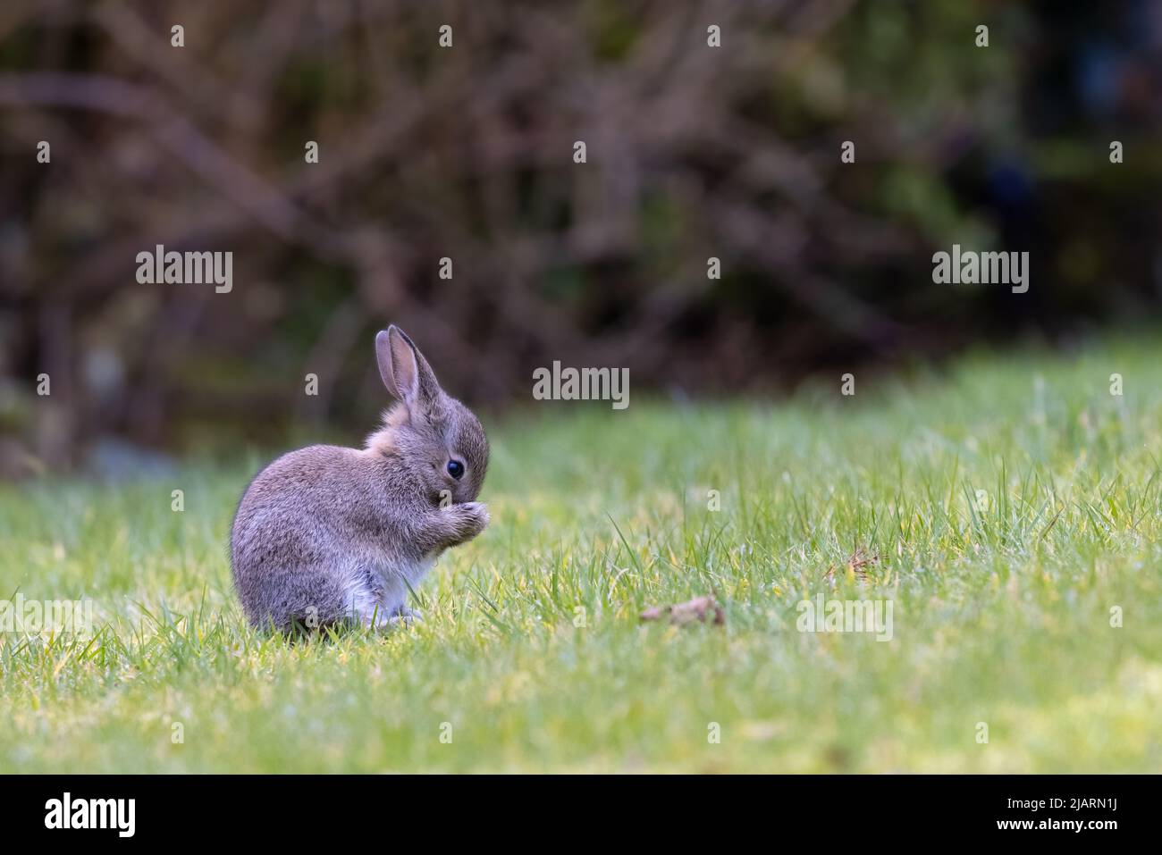 baby european Rabbit [ Oryctolagus cuniculus ] in domestic garden, UK ...