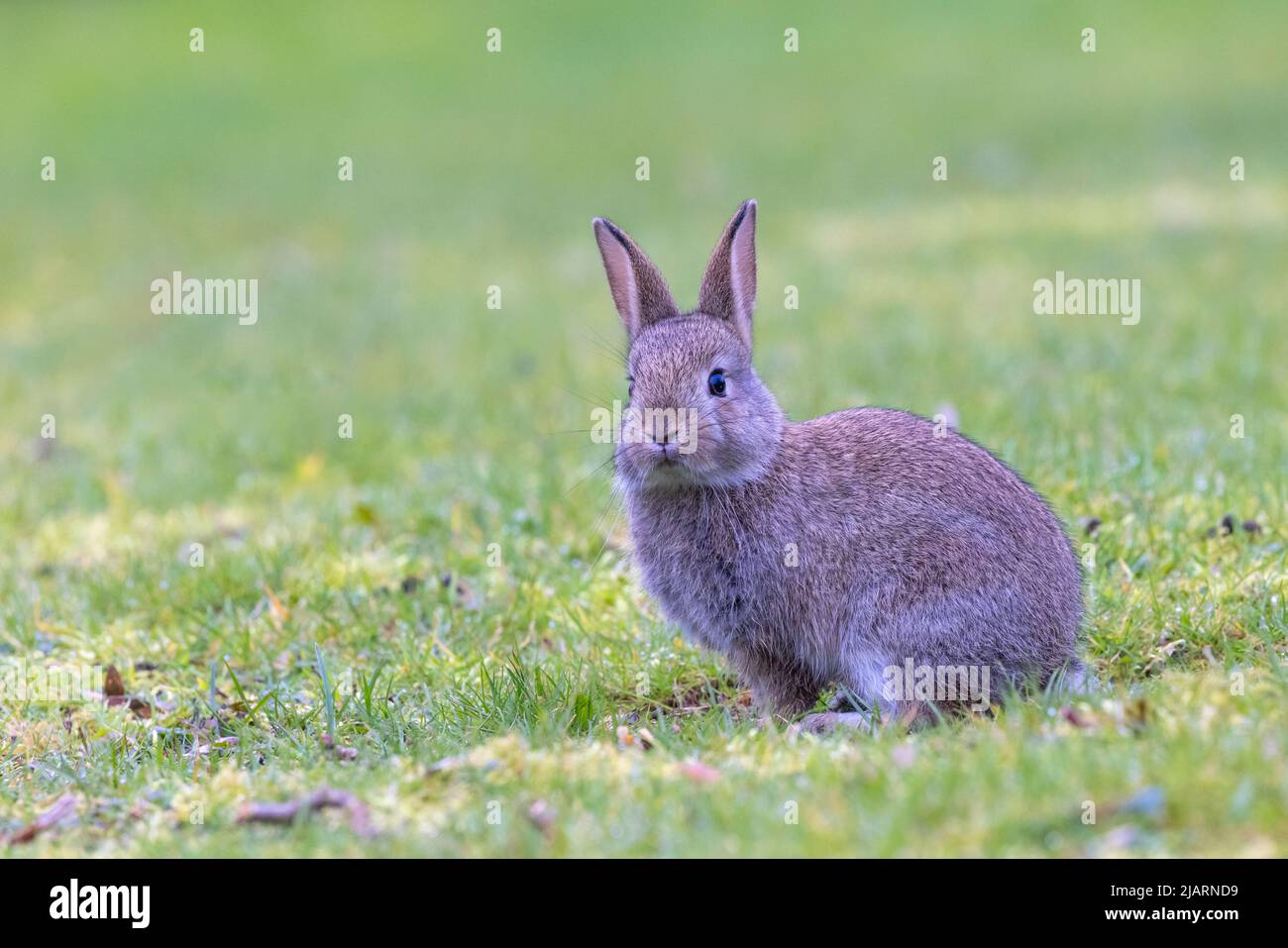 young european Rabbit [ Oryctolagus cuniculus ] feeding on grassland ...