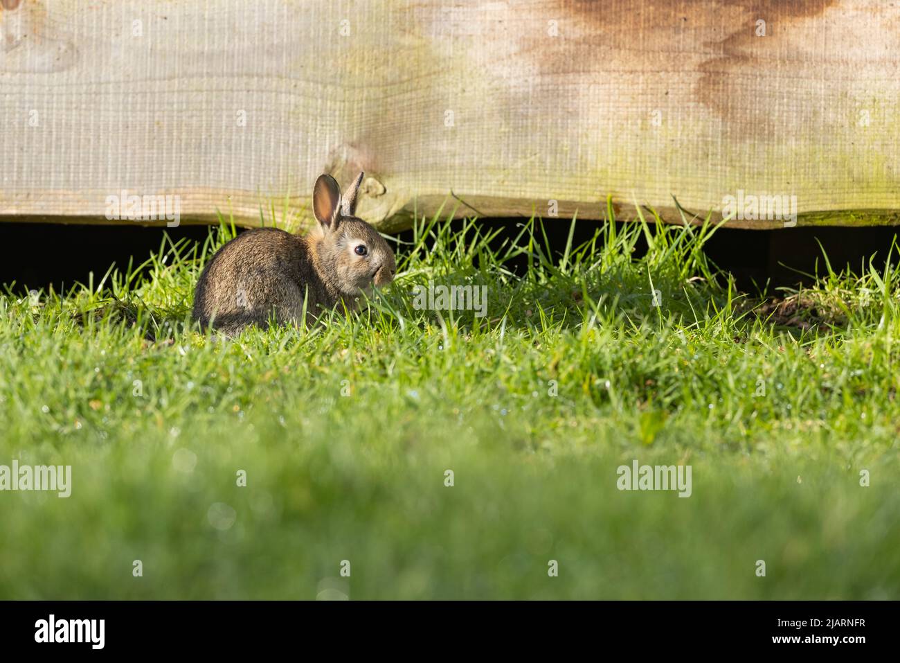 Domestic rabbit garden hi-res stock photography and images - Alamy