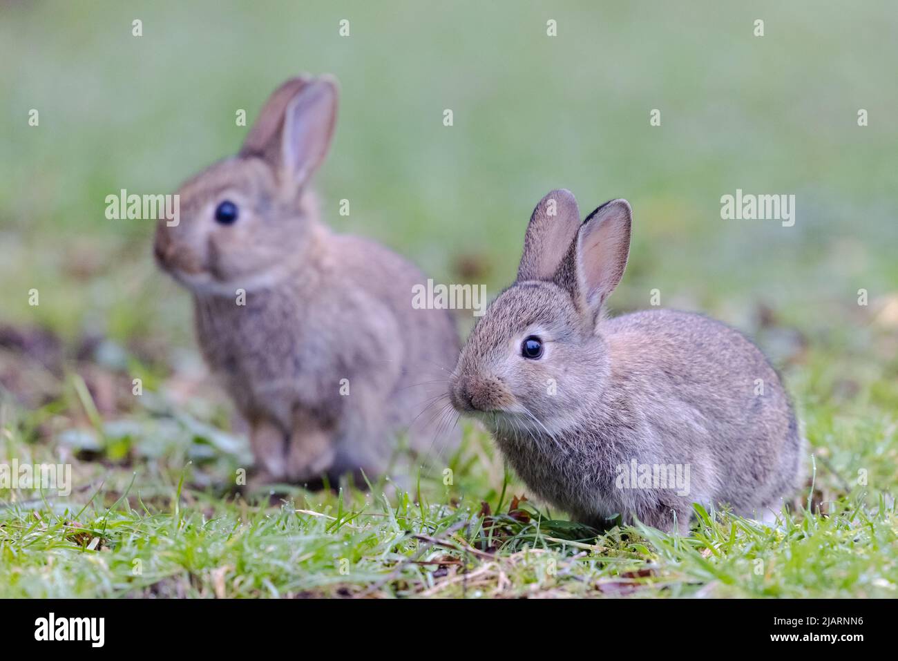 young european Rabbits [ Oryctolagus cuniculus ] feeding on grassland ...