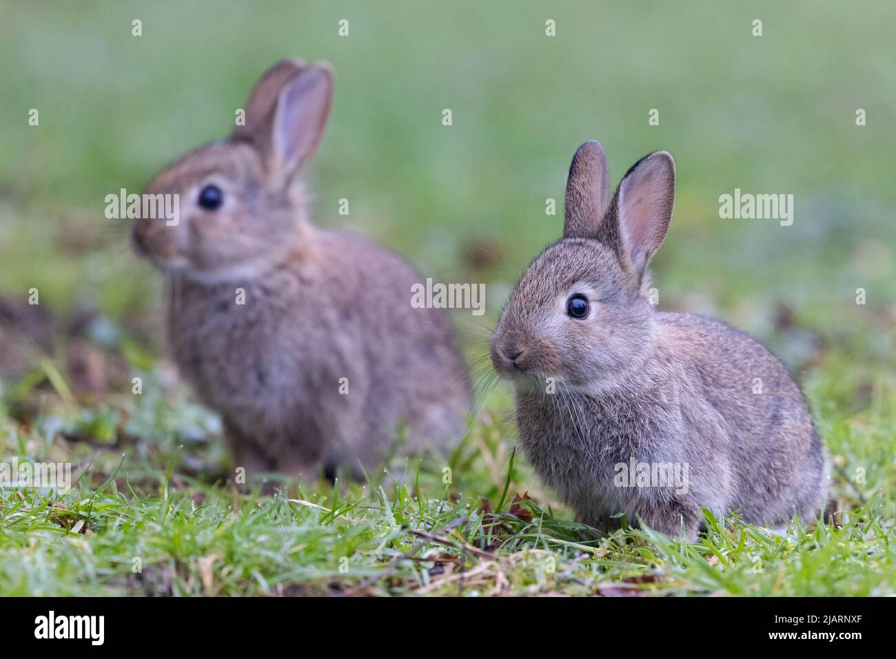 young european Rabbits [ Oryctolagus cuniculus ] feeding on grassland ...