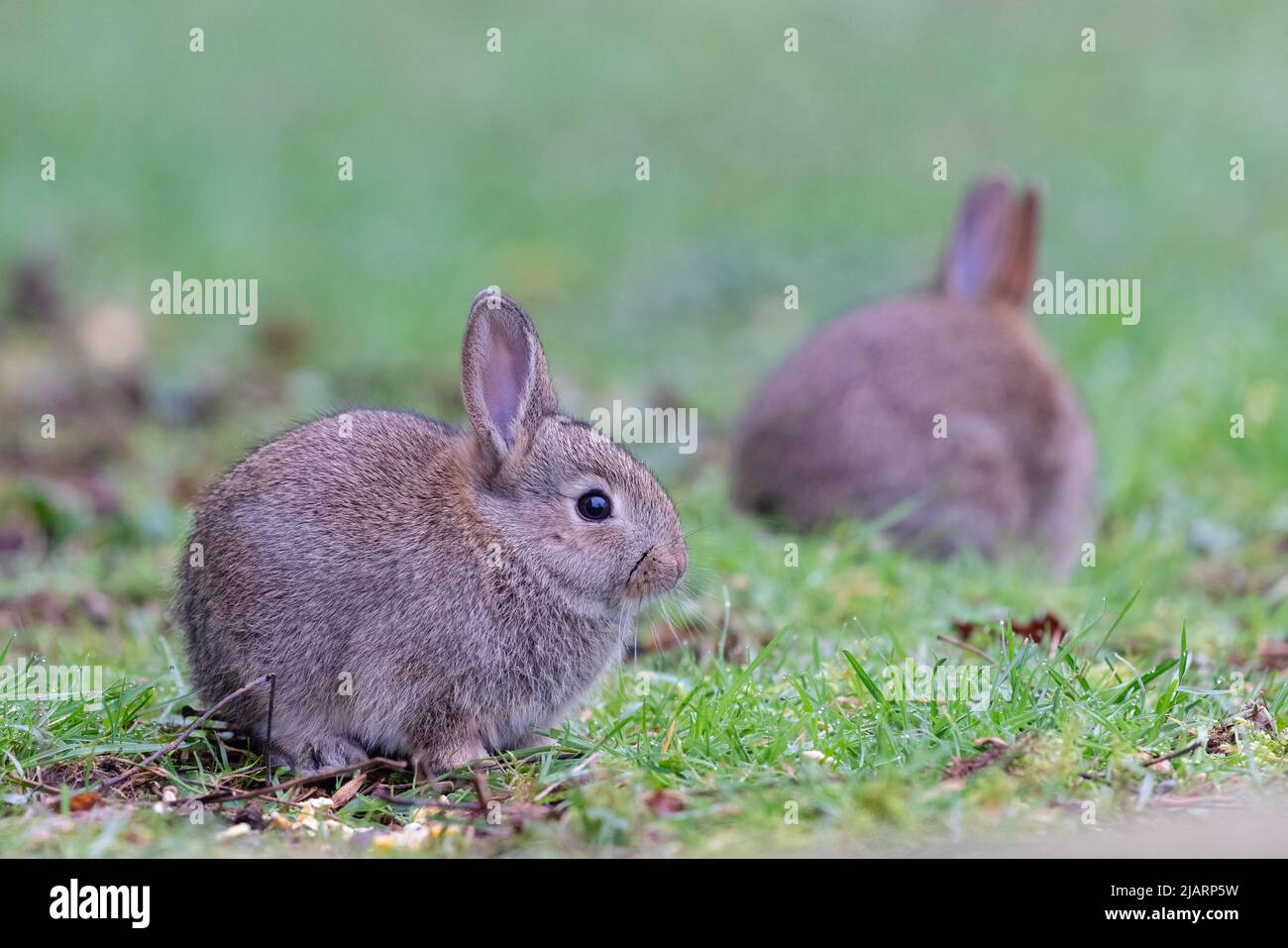 young european Rabbits [ Oryctolagus cuniculus ] feeding on grassland ...
