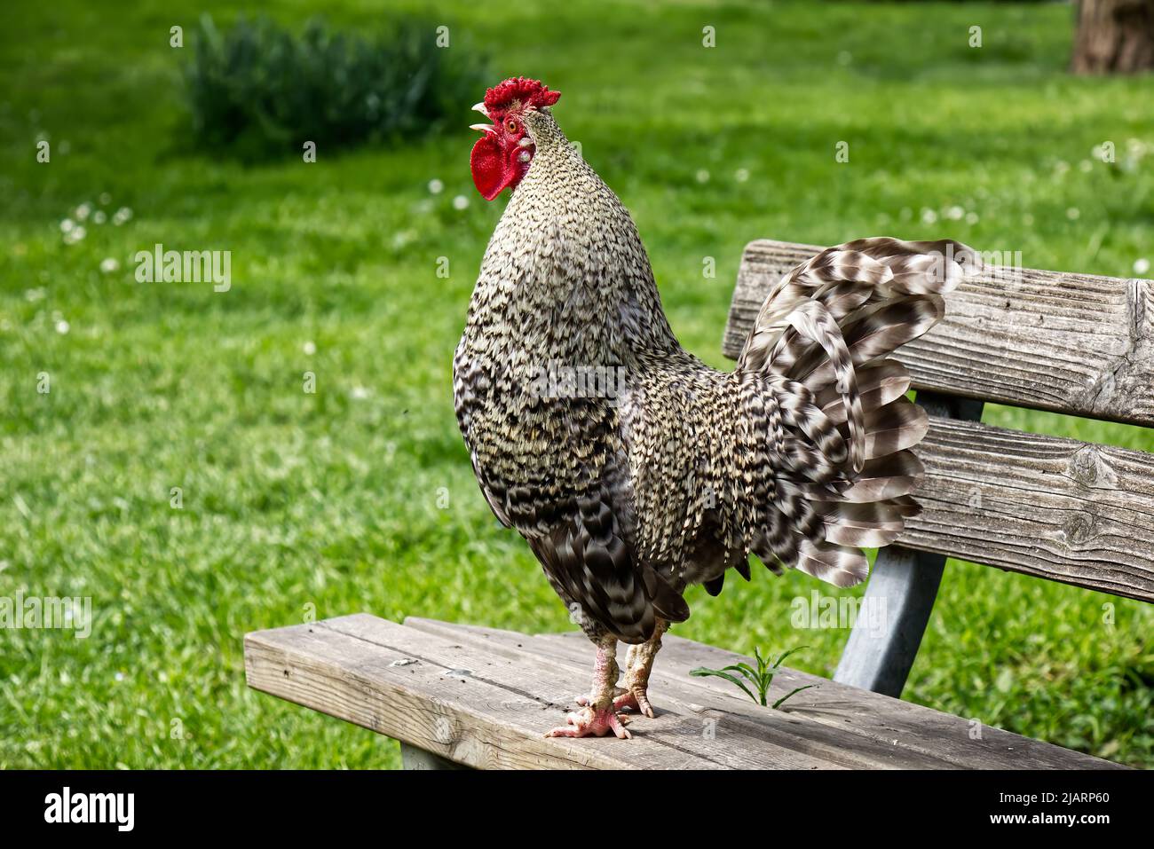 Singing rooster in the park isolated on blurry background Stock Photo ...