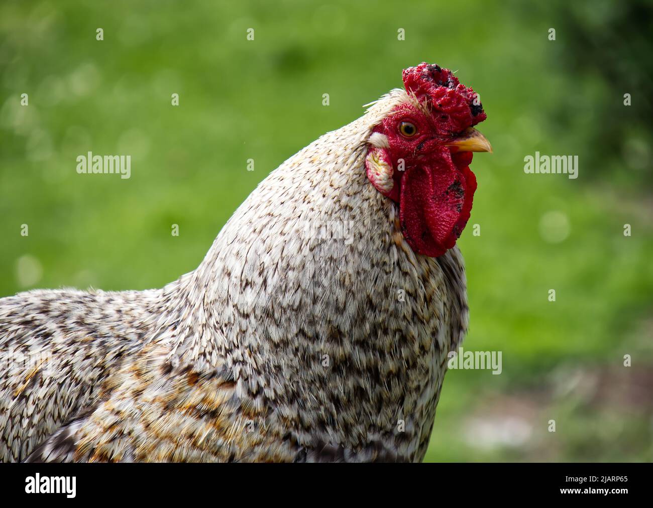 Singing rooster in the park isolated on blurry background Stock Photo ...