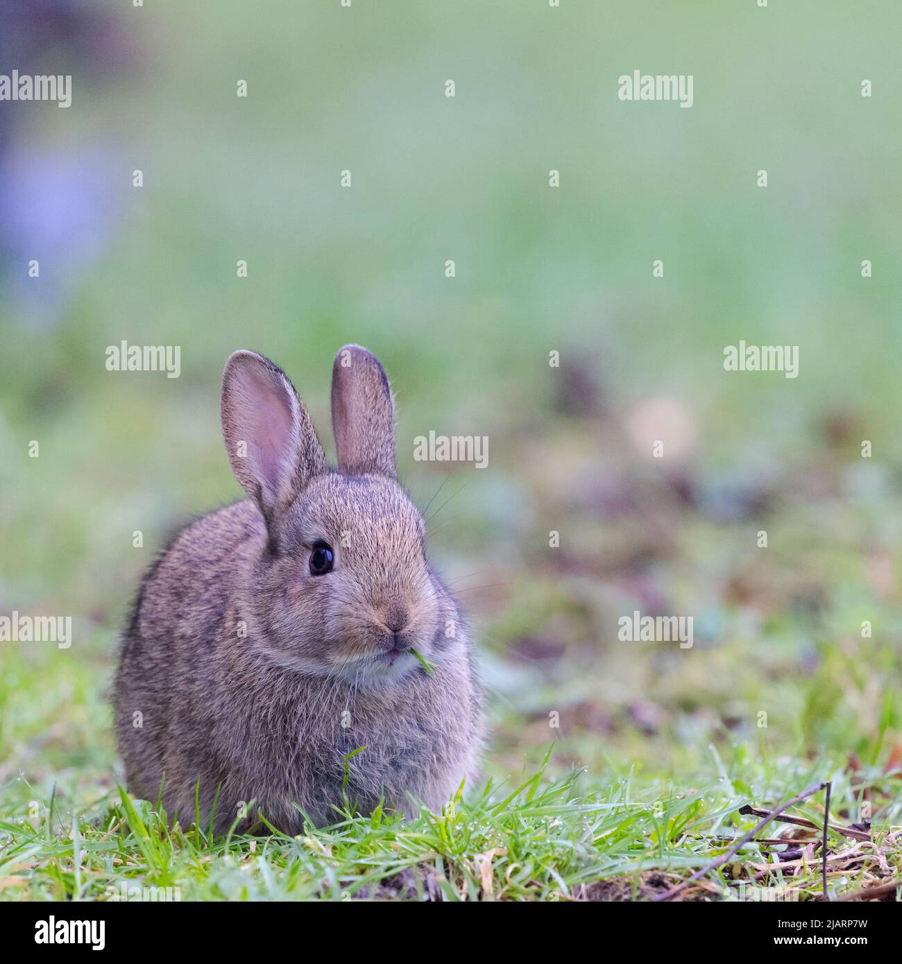 Wildlife rabbit hi-res stock photography and images - Alamy