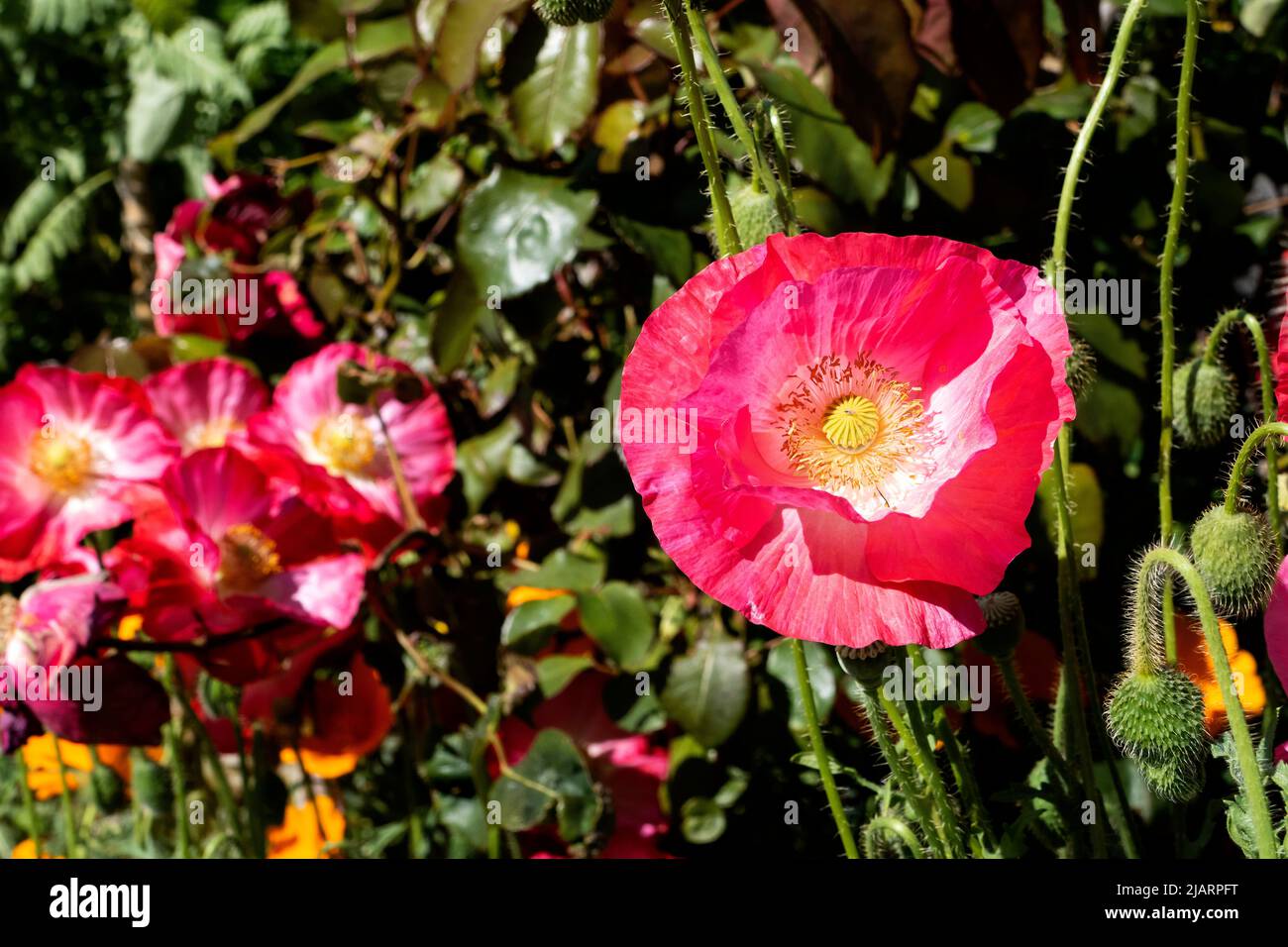 Poppy flowere hi-res stock photography and images - Alamy