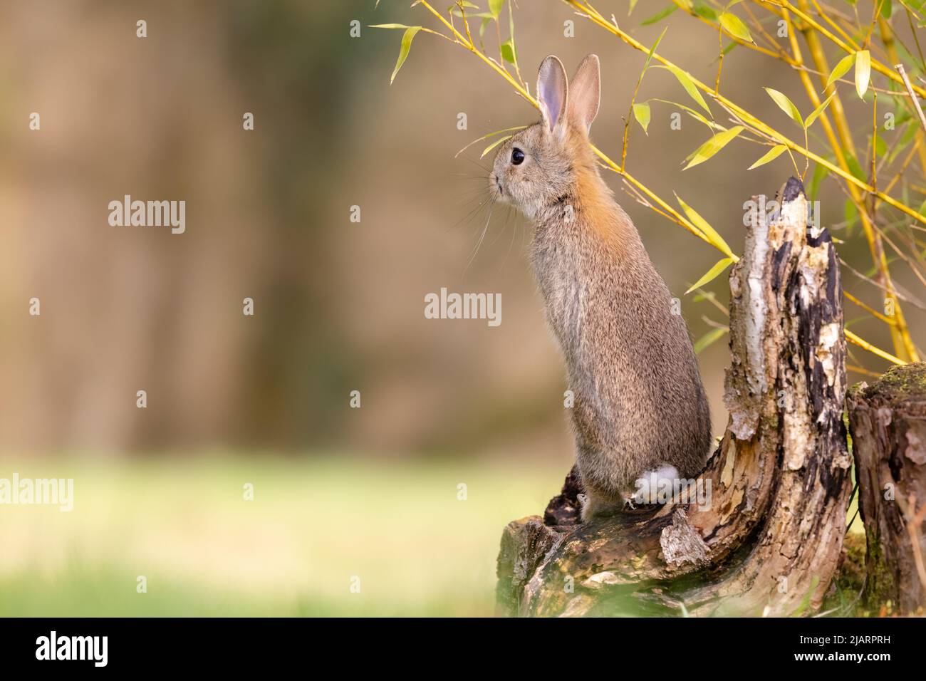 young european Rabbit [ Oryctolagus cuniculus ] on old rotten stump, UK ...