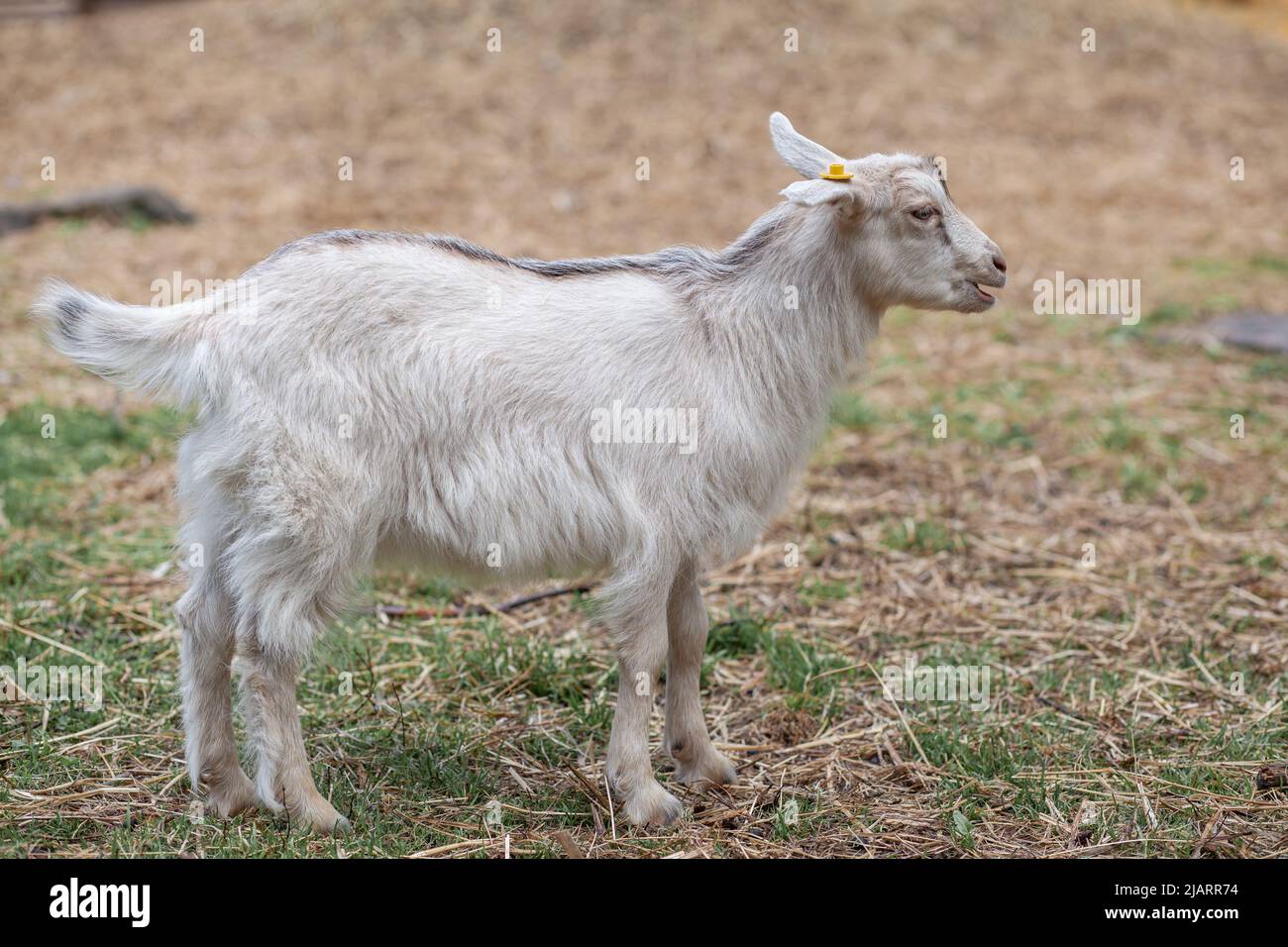 A small goat on the farm grazes and plays. Breeding goats and sheep ...