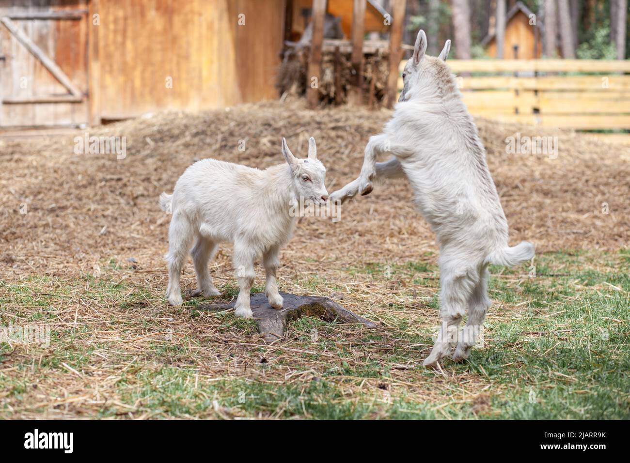 Two white little goats play with each other on the farm. Breeding goats ...