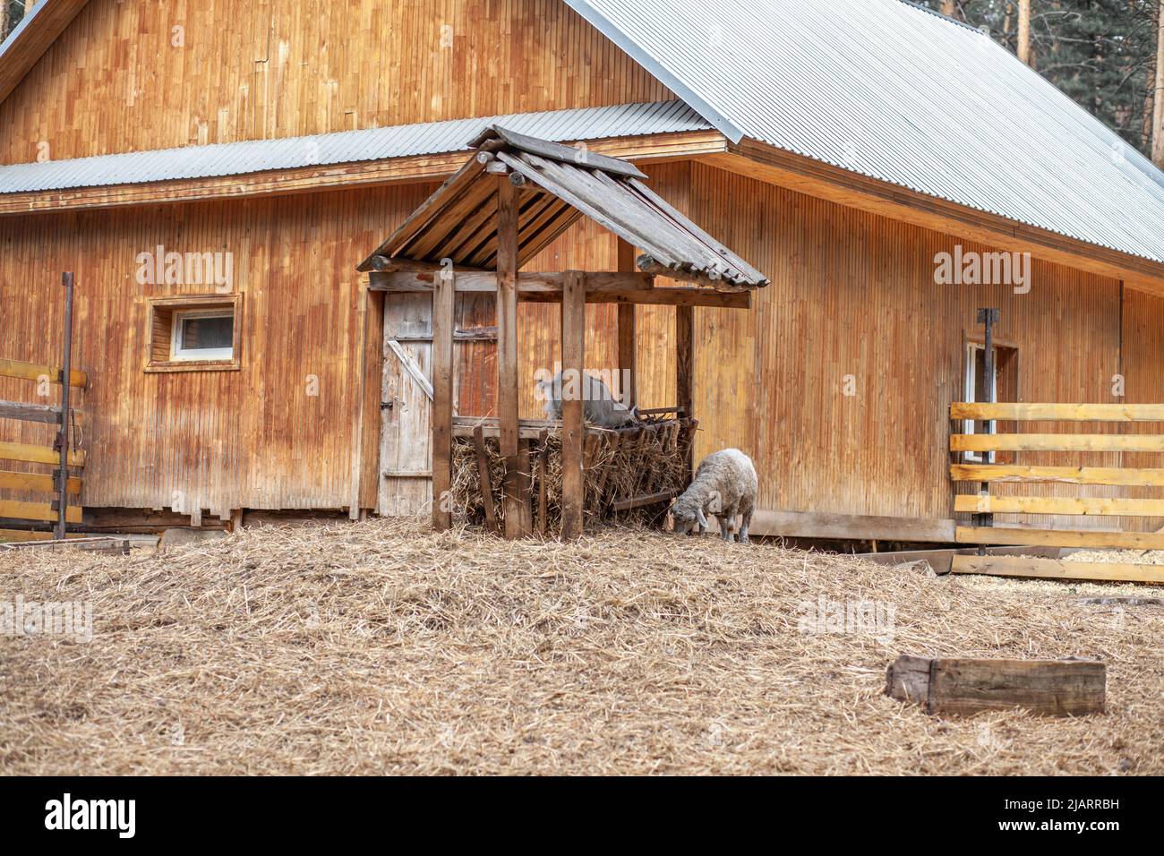 Two white little goats play with each other on the farm. Breeding goats ...