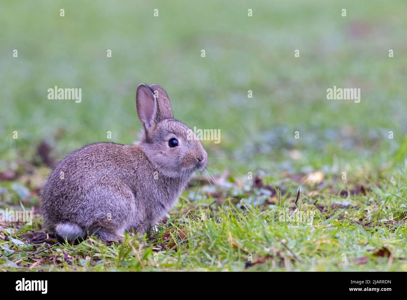 young european Rabbit [ Oryctolagus cuniculus ] on grassland, UK Stock ...