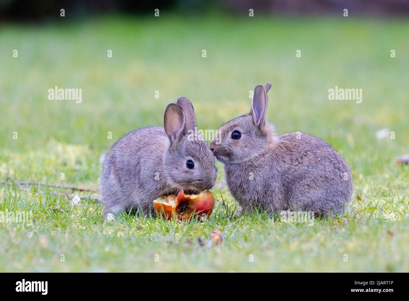 young european Rabbits [ Oryctolagus cuniculus ] feeding on fallen ...