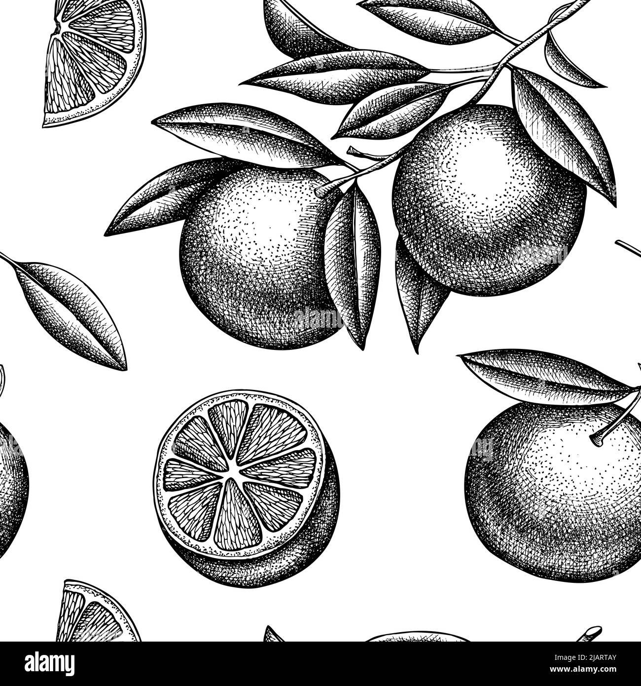 Citrus seamless pattern background design. Engraved style. Hand drawn orange Stock Vector Image ...