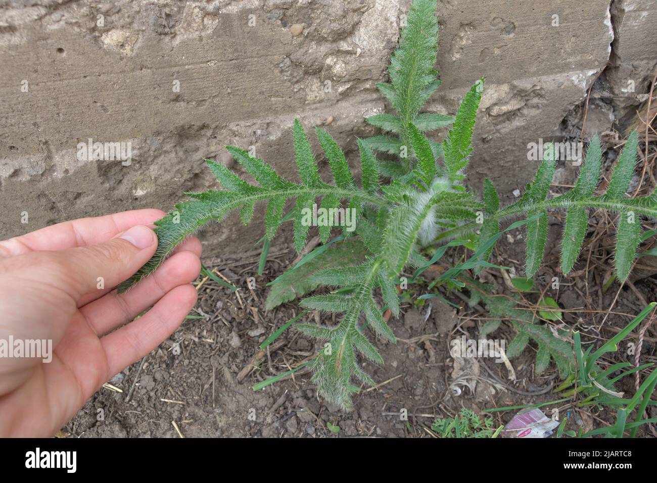 Close up shot of Papaver orientale plant with beautiful and fluffy ...