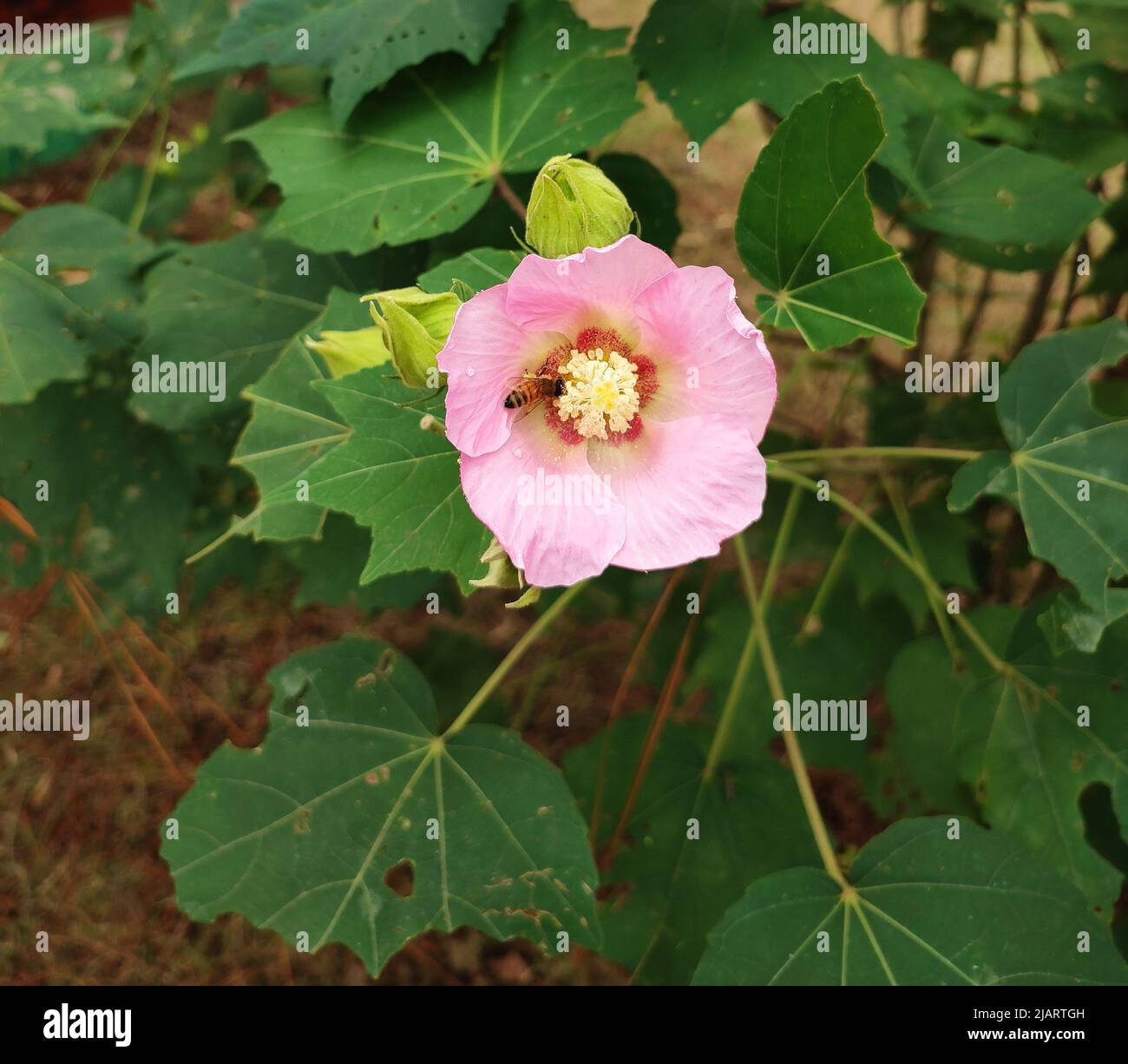 one little bee take honey from big pink flower with white stamens in ...