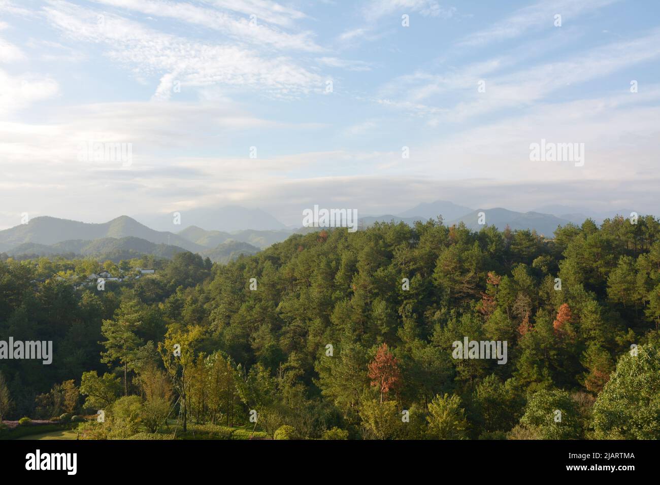 colorful forest in the mountains under blue sky in the morning Stock ...