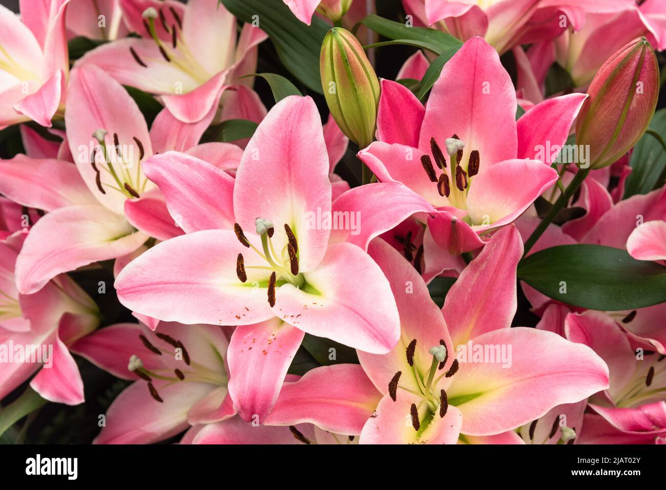 Lilium albareto hi-res stock photography and images - Alamy