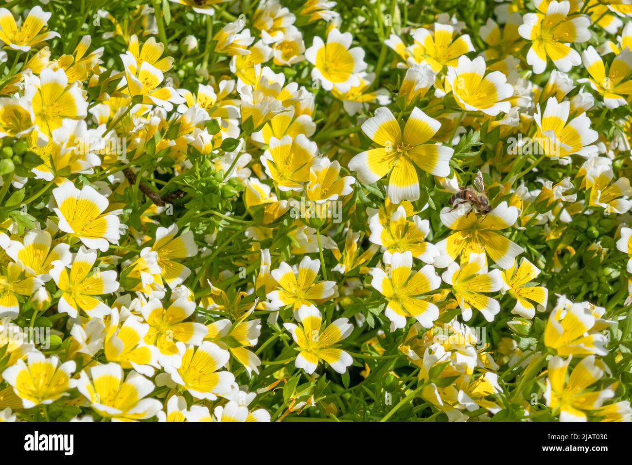 Poached egg plant, Limnanthes douglasii Stock Photo - Alamy