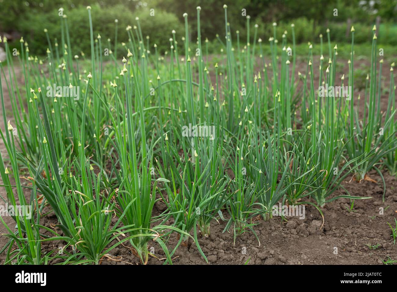 Onion pipes are green. Vegetable garden, agriculture, rural, business ...