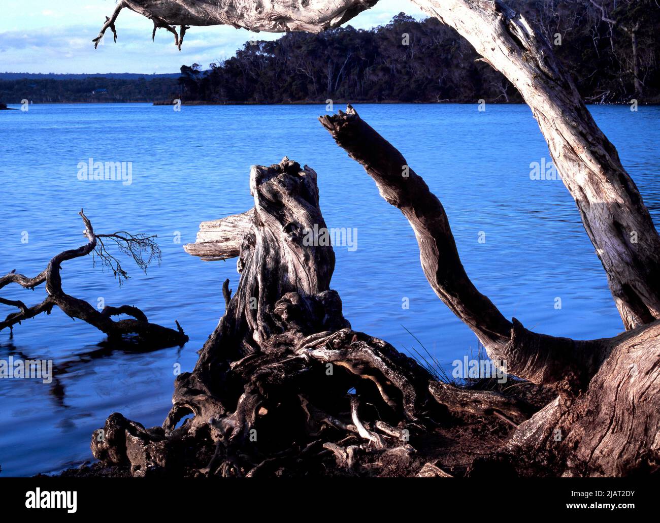 Eucalyptus Tree on the Banks of the Knoll Inlet at Sunset, Walpole ...