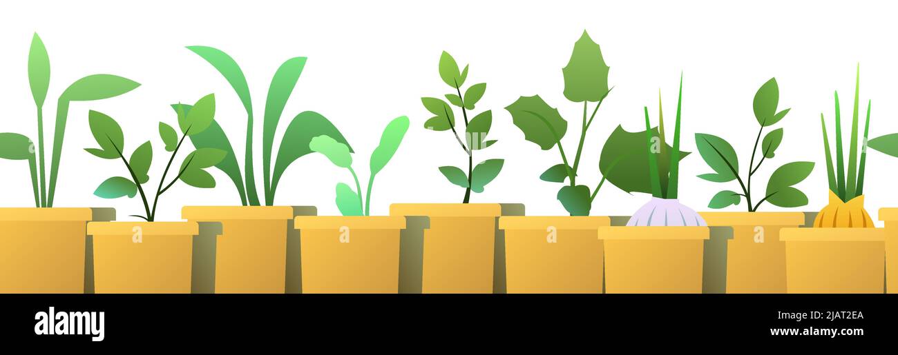 Roots in box. Seedling garden plants. Sowing agricultural material ...