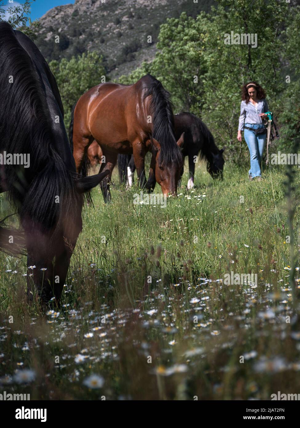 Thoroughbred horse owner hi-res stock photography and images - Alamy