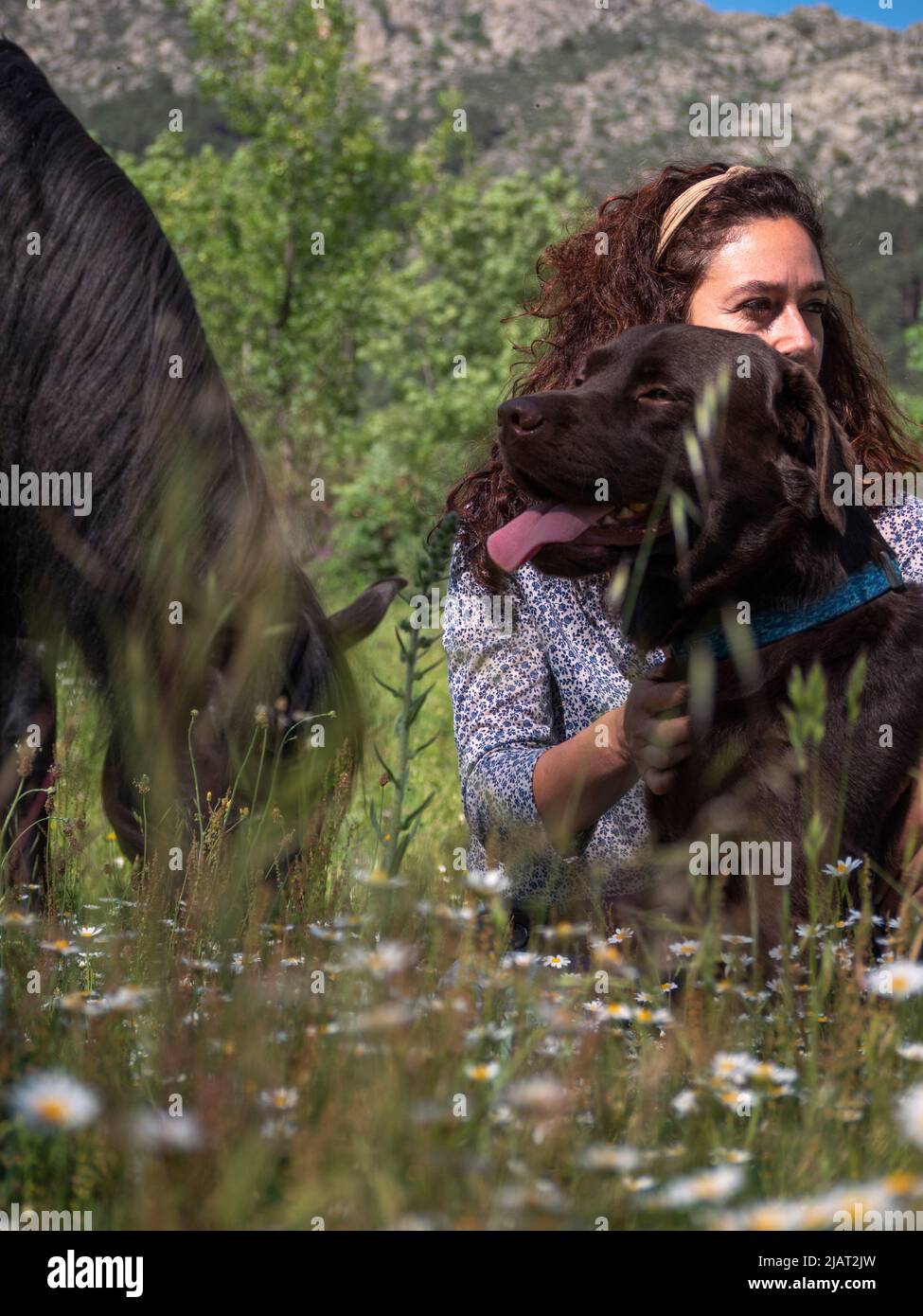 Female labrador retriever hi-res stock photography and images - Alamy