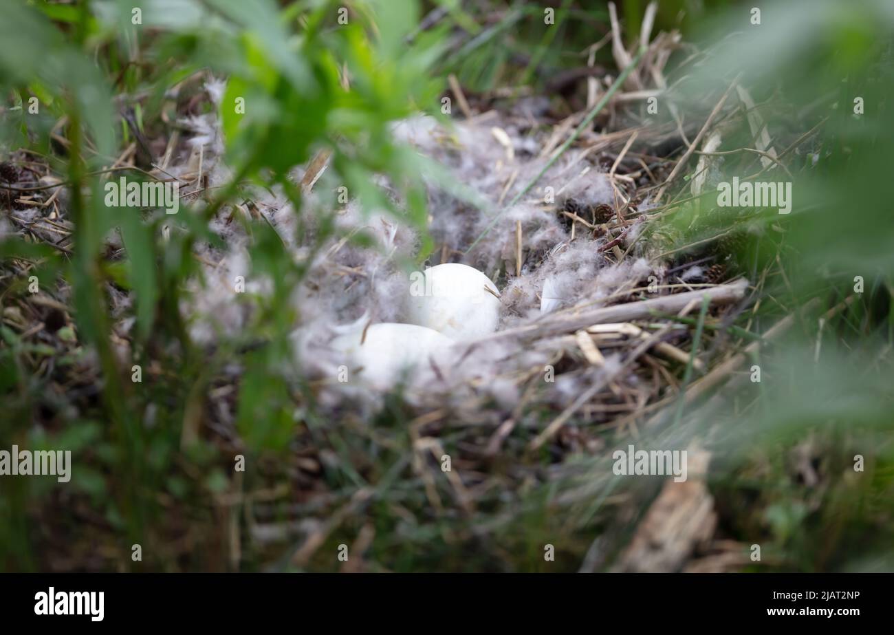 Barnacle goose nest eggs hi-res stock photography and images - Alamy