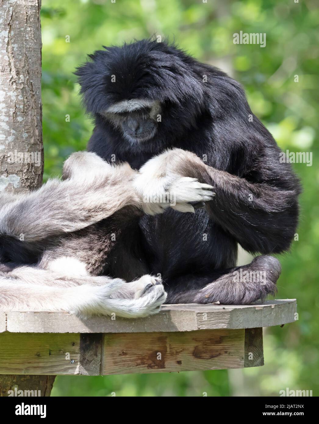Two adult gibbons are dedicated to cleaning the fur Stock Photo - Alamy
