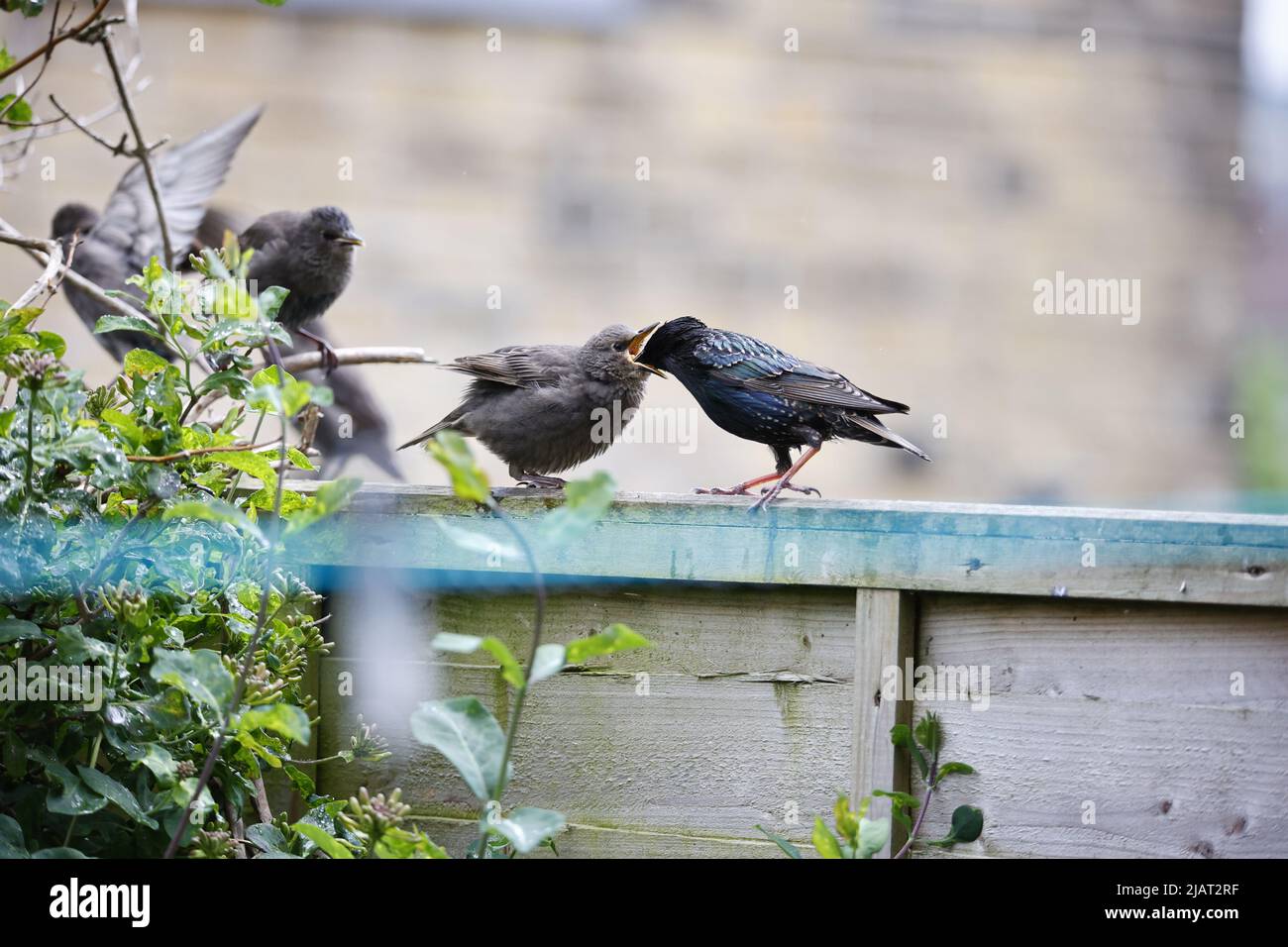 Female starling hi-res stock photography and images - Alamy