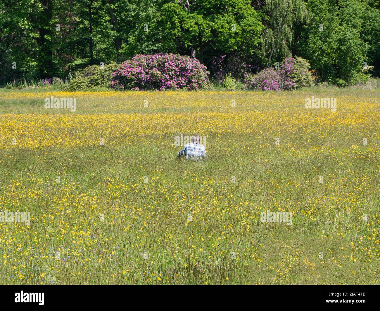 Man sits alone in the middle of a huge field of flowers Stock Photo - Alamy