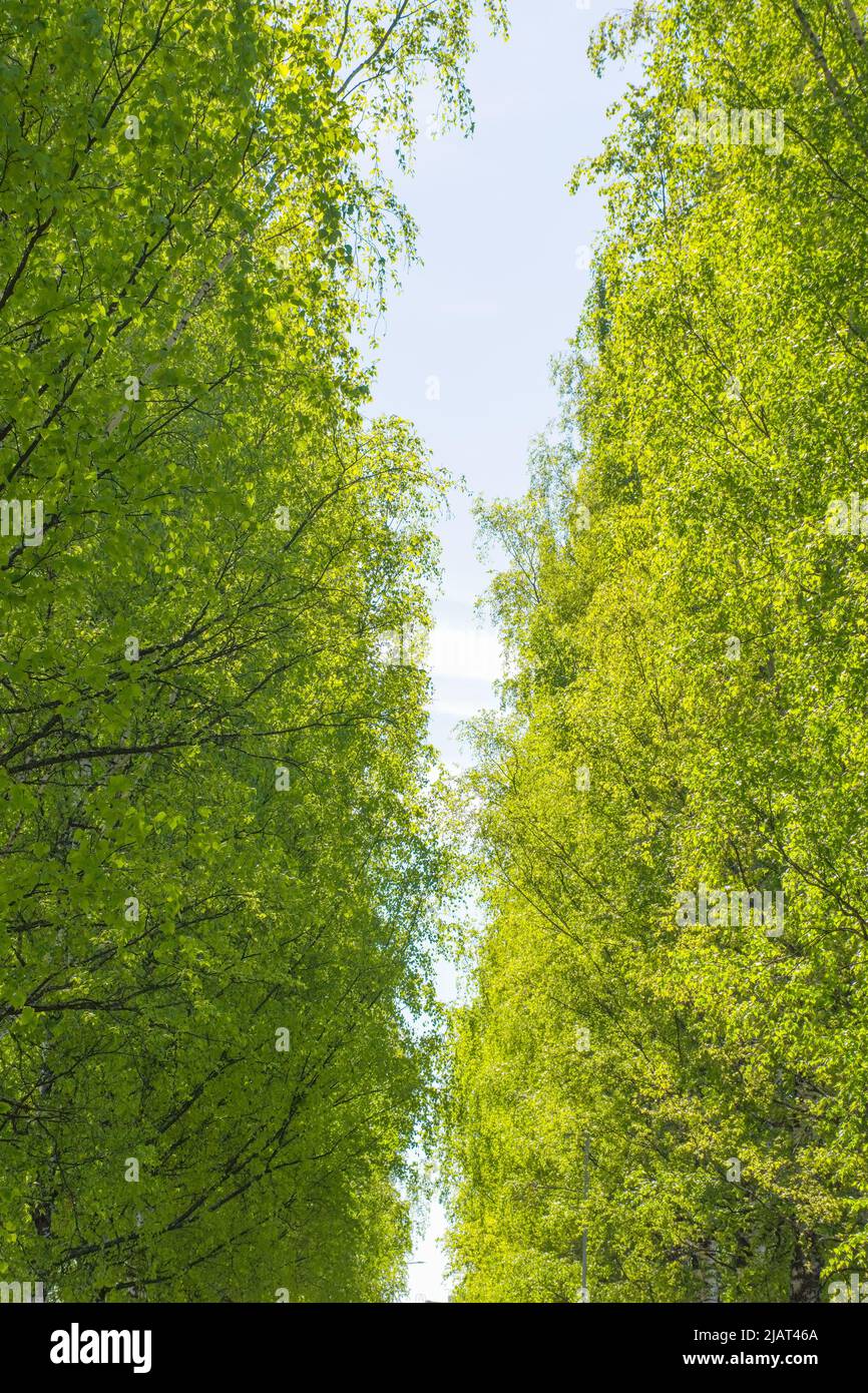 Birch trees in light spring green colour in Tampere Finland Stock Photo ...