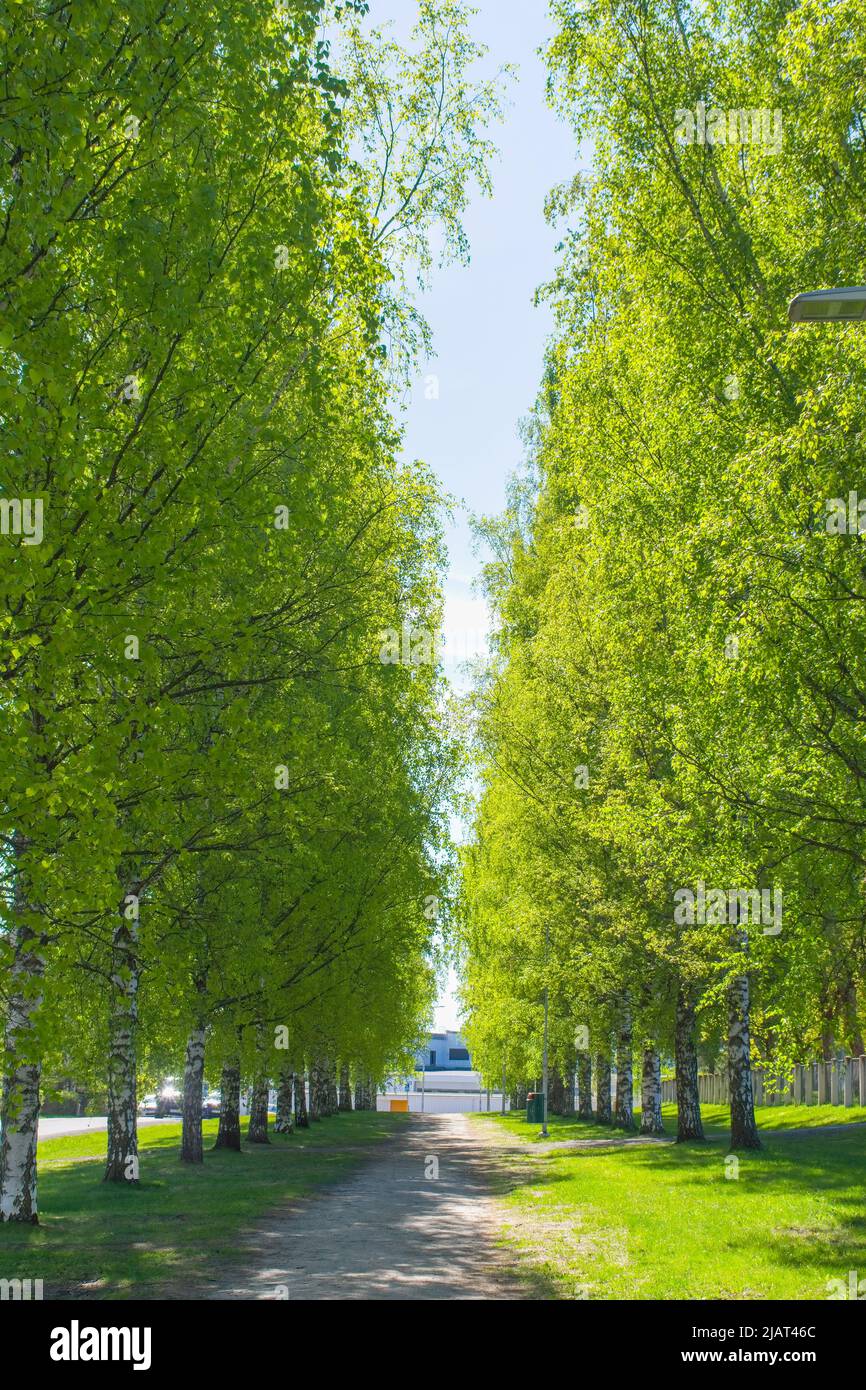 Birch trees in light spring green colour in Tampere Finland Stock Photo ...