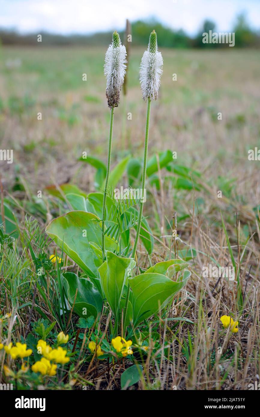 Wild medicinal plant plantain. Plantago maxima. Selective focus Stock ...