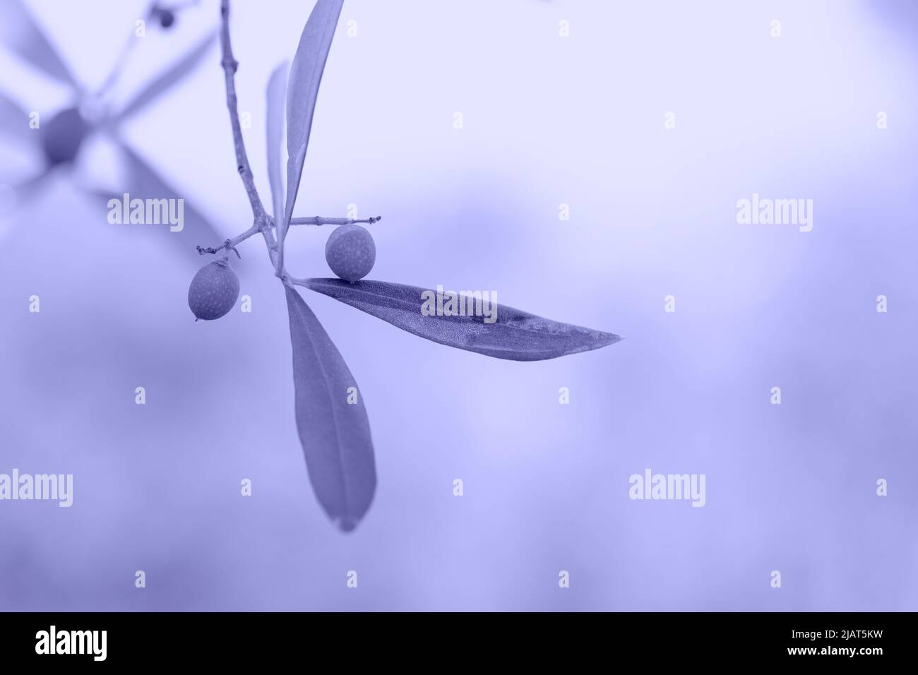 Violet olive hi-res stock photography and images - Alamy