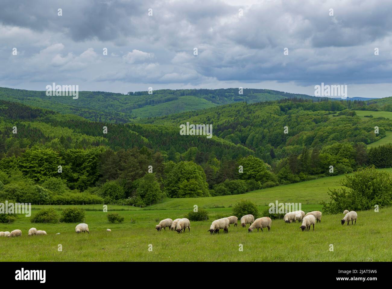 Spring landscape with white sheep in White Carpathians, Czech Republic ...
