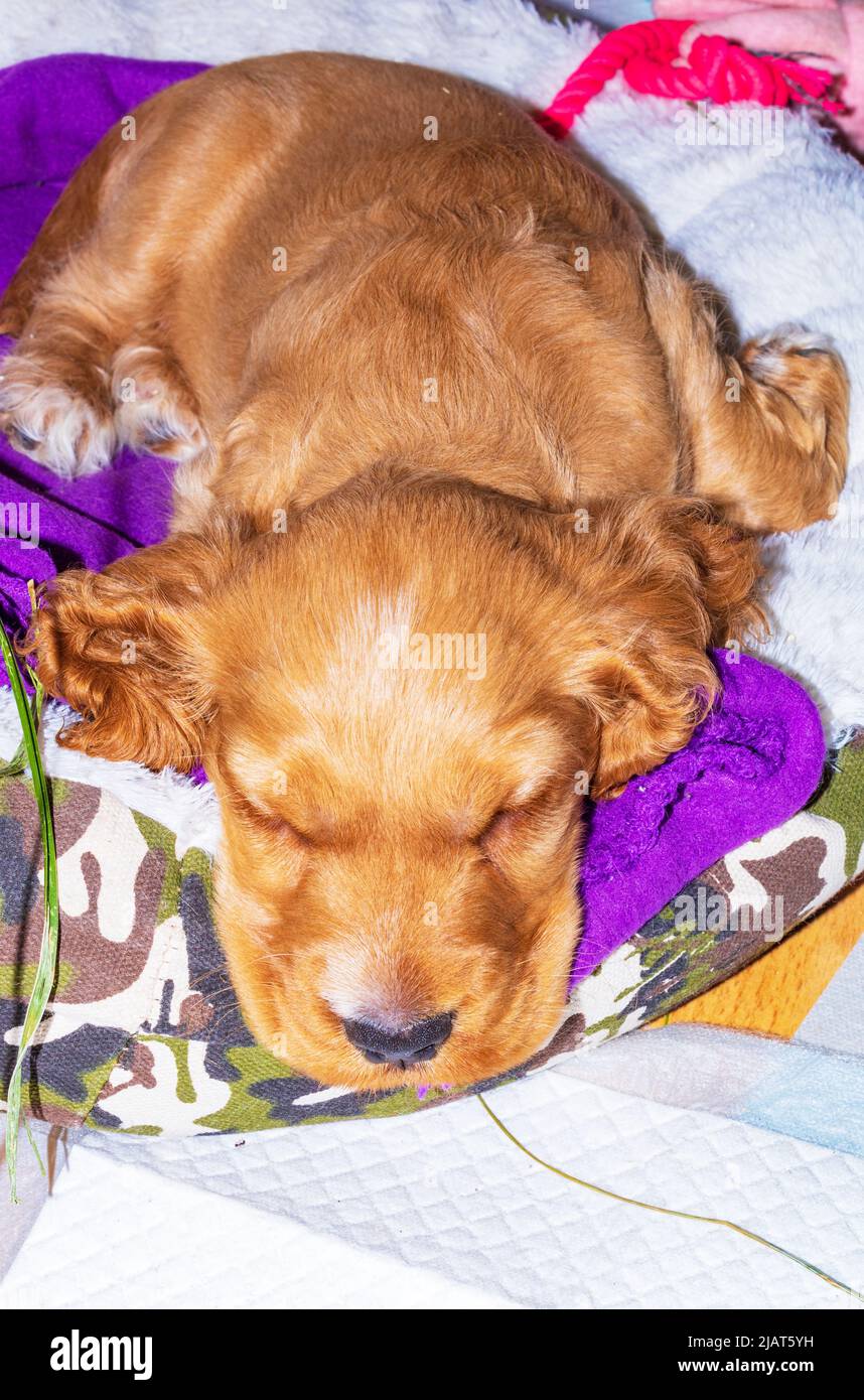 Cute puppy two months old English Cocker Spaniel dog Johny relaxing at ...